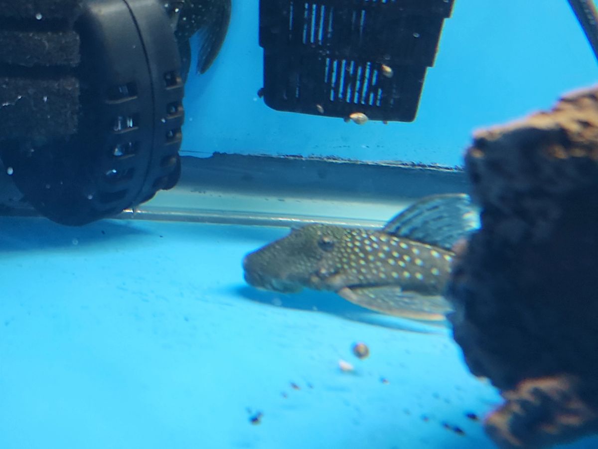 Blue Phantom Pleco